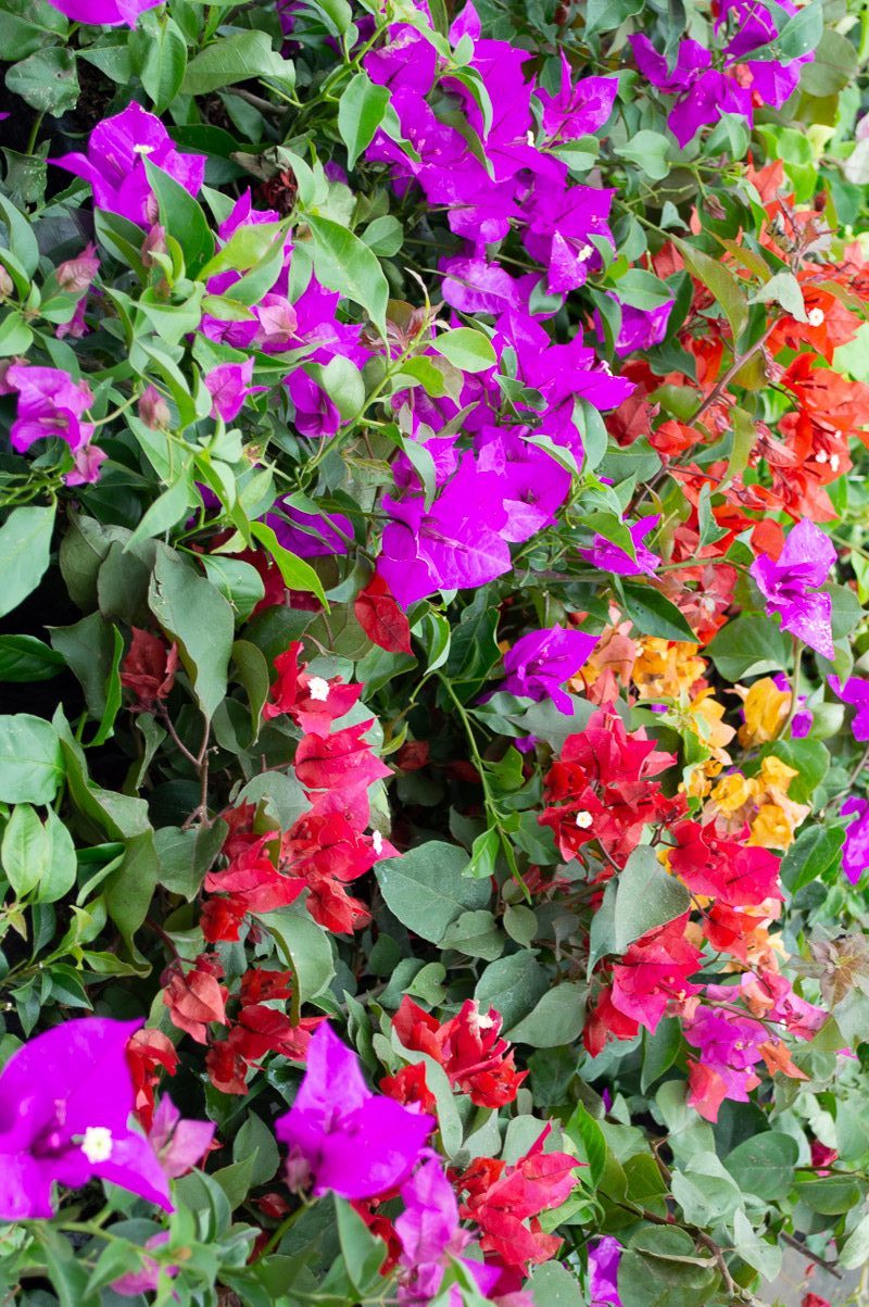 Curazao – Plantas del Tambo