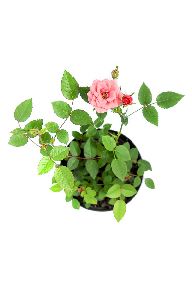 Mini Rosa – Plantas del Tambo