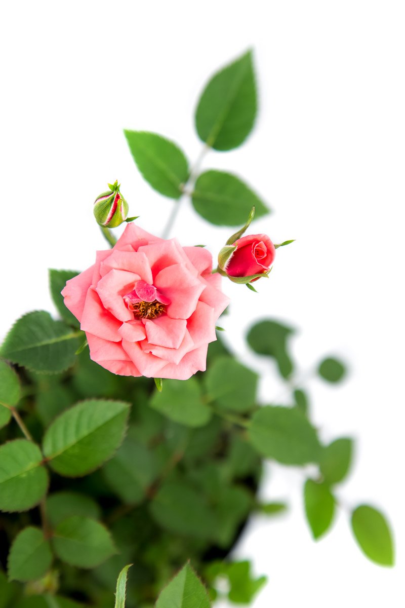 Mini Rosa – Plantas del Tambo