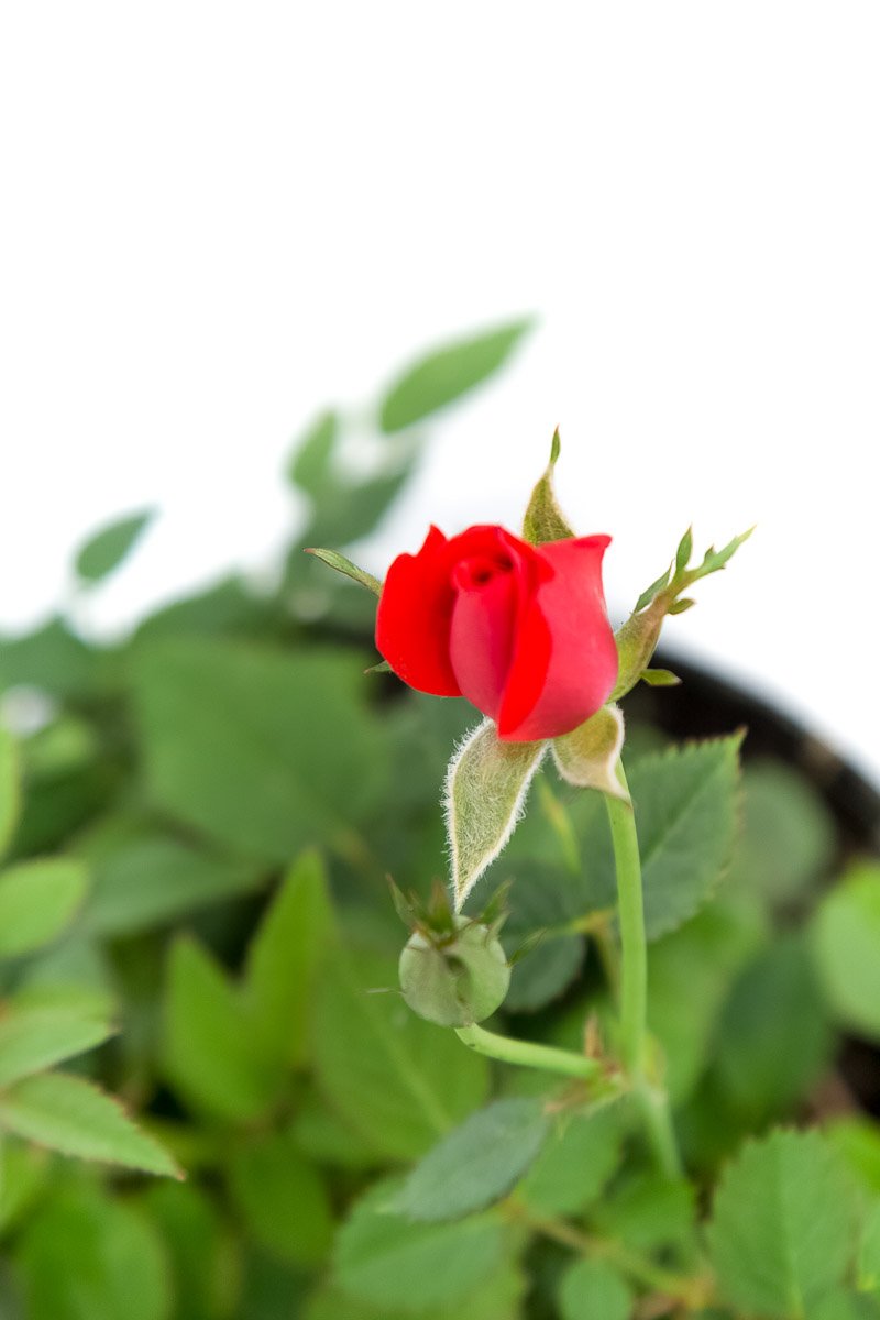 Mini Rosa – Plantas del Tambo