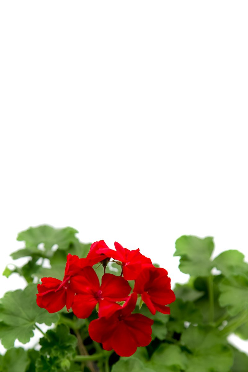 Pelargonio (Novio) – Plantas del Tambo