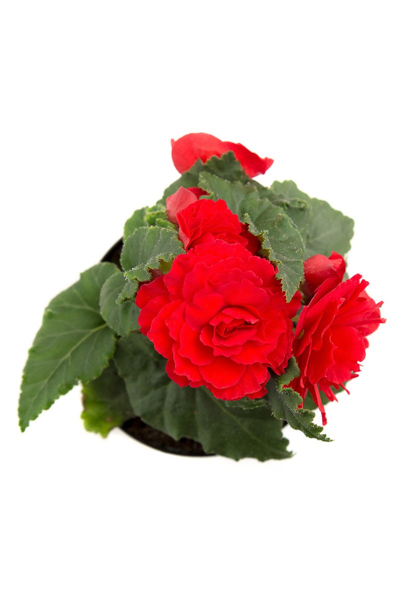 Pelargonio (Novio) – Plantas del Tambo